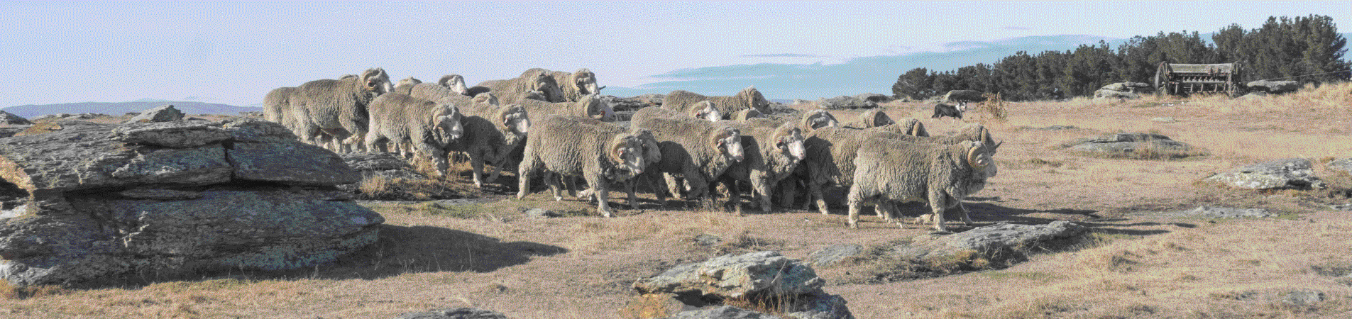 What Is Merino Wool, and Where Does It Come from? | Woolroom